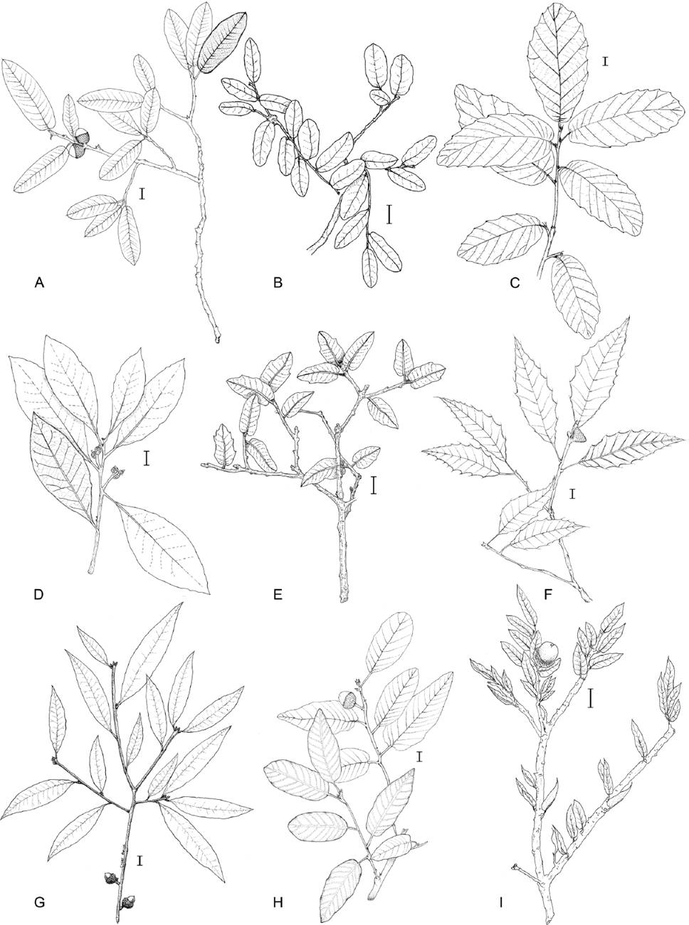 Distribution and diversity of Fagaceae in Hidalgo, Mexico