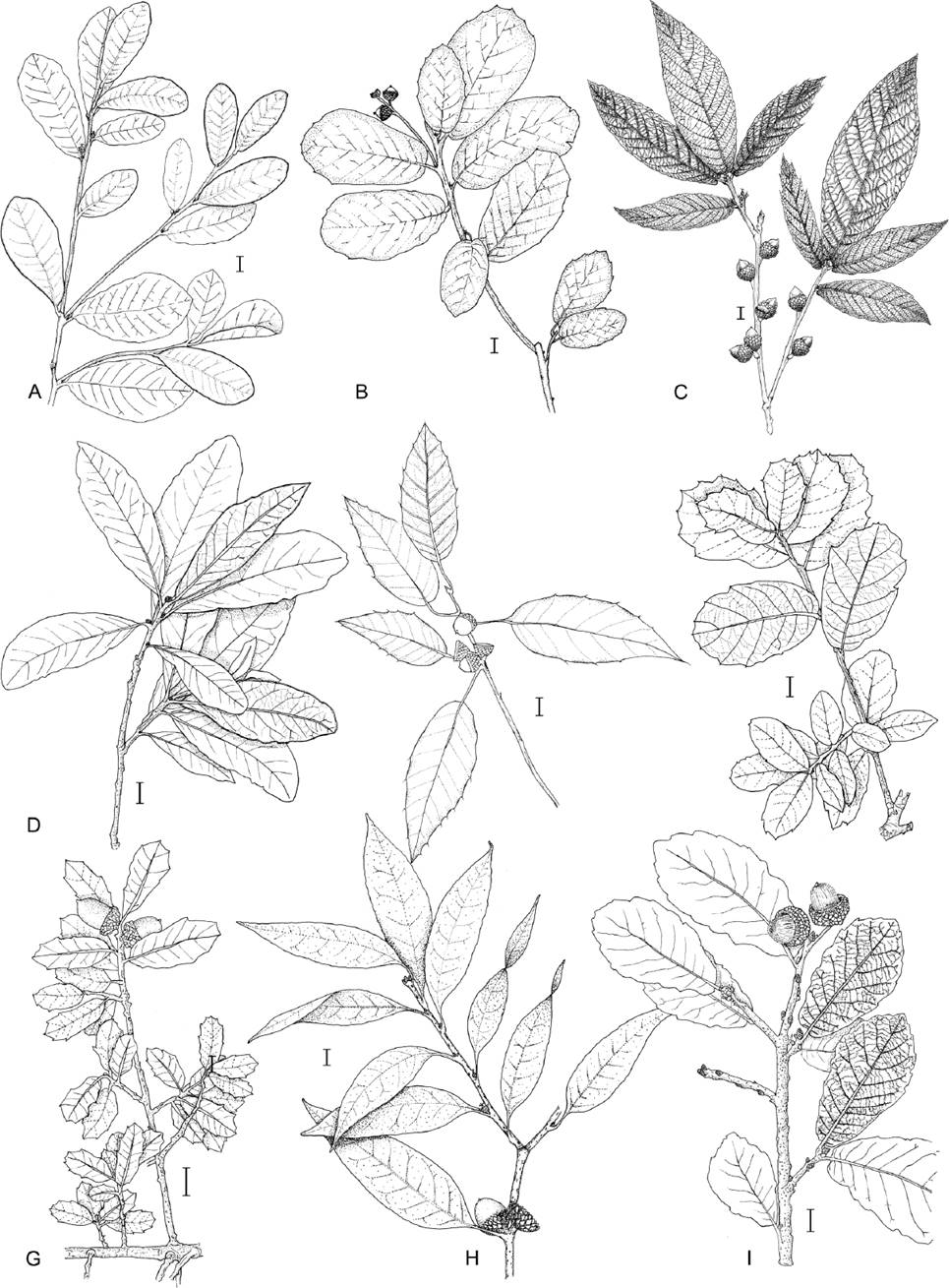 Distribution and diversity of Fagaceae in Hidalgo, Mexico
