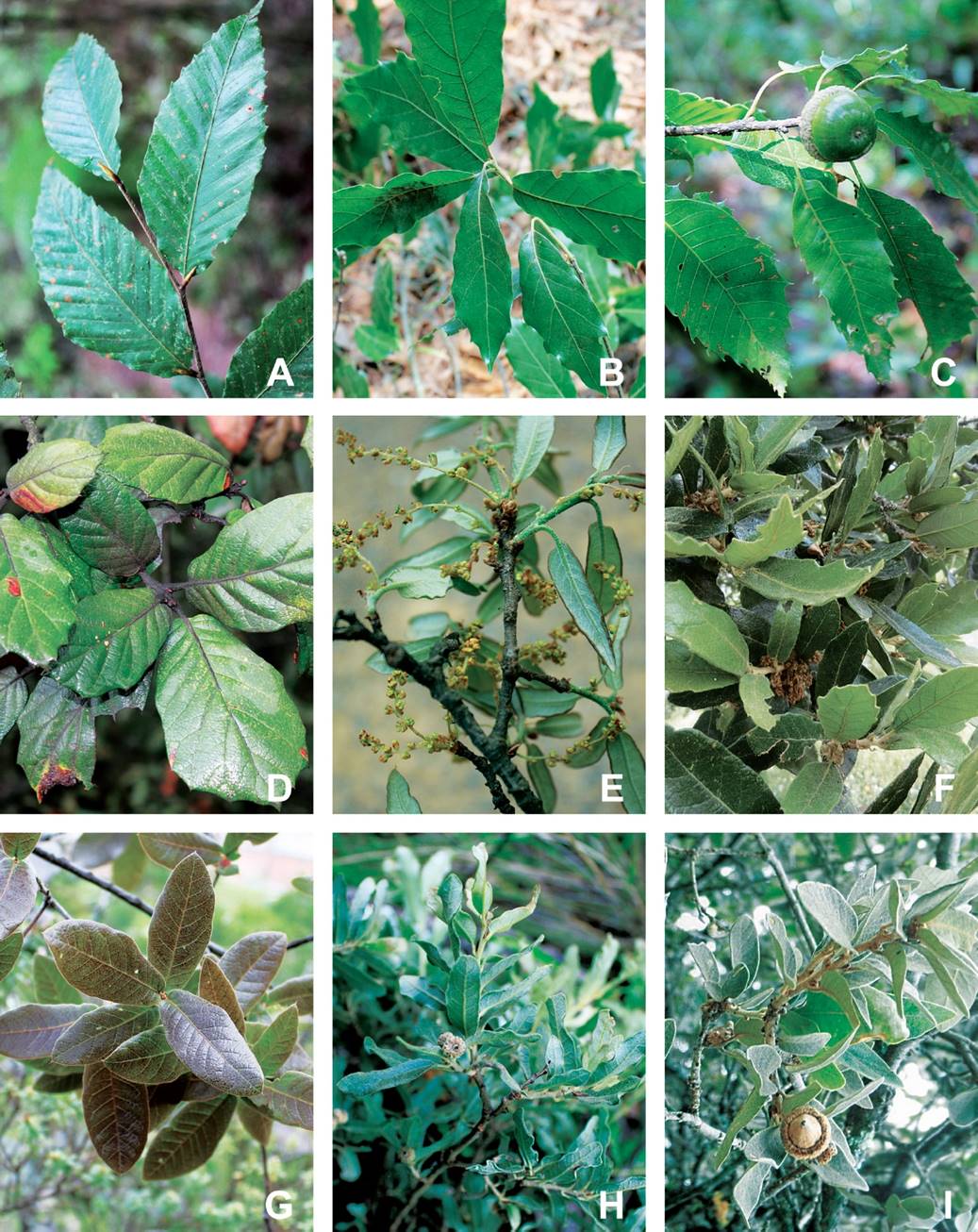 Distribution and diversity of Fagaceae in Hidalgo, Mexico