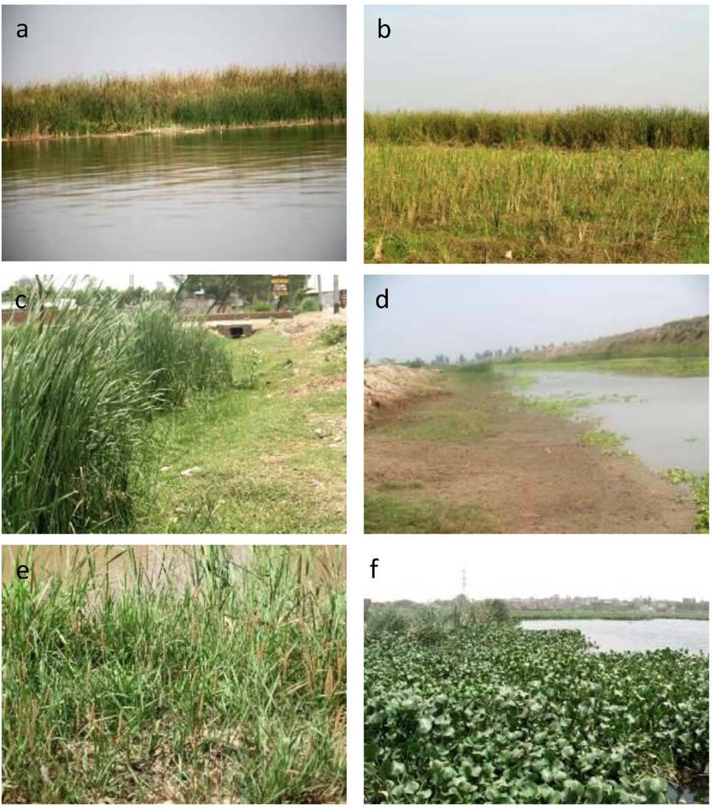 Leaf anatomical and biochemical adaptations in Typha domingensis Pers ...