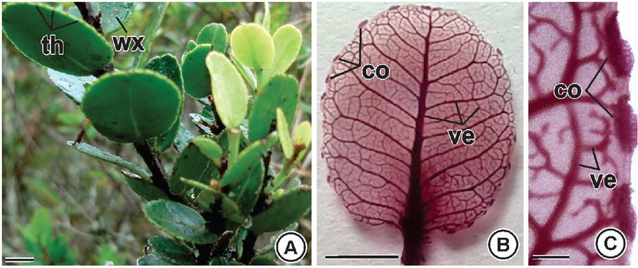 Leaf morphoanatomy of the medicinal Maytenus imbricata (Celastraceae ...