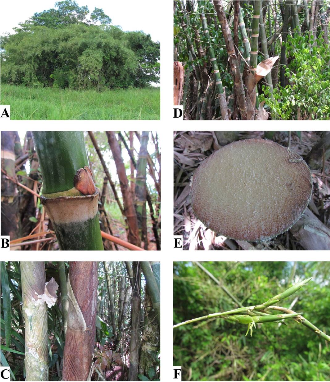Mexican priority bamboo species under scenarios of climate change