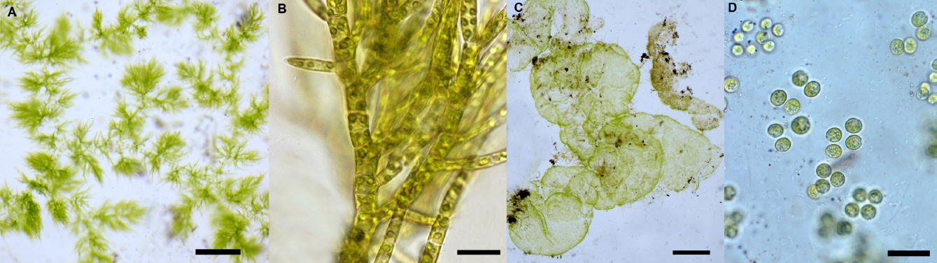 Ecology and distribution of macroscopic algae communities in streams ...