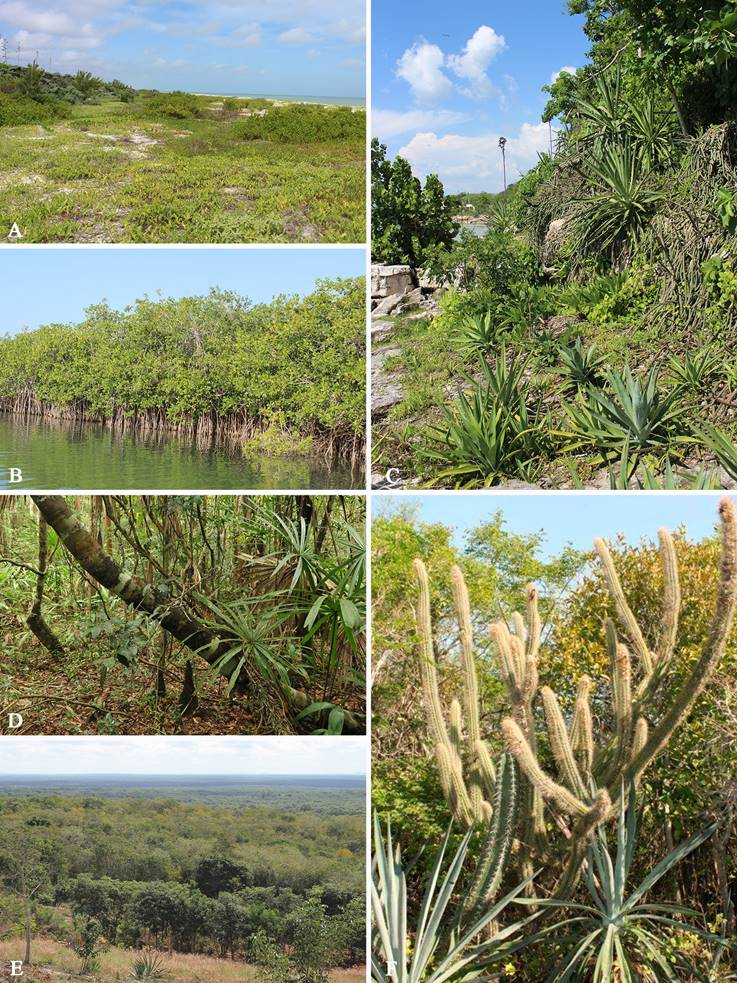 Aspectos generales de la flora vascular de la Península de Yucatán Mexicana