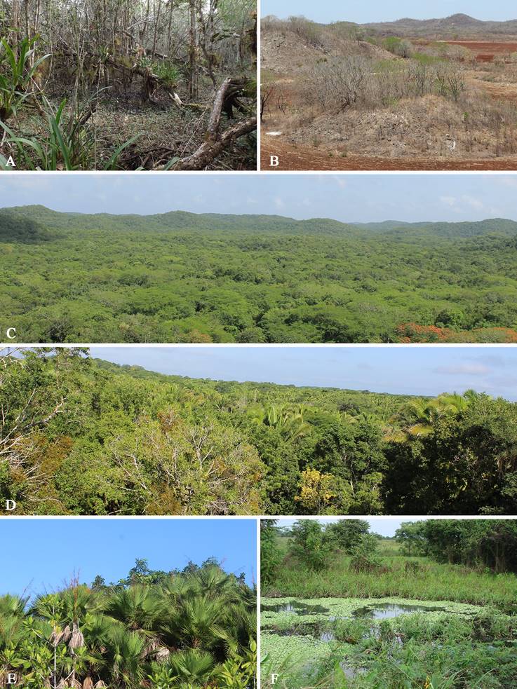 Aspectos generales de la flora vascular de la Península de Yucatán Mexicana