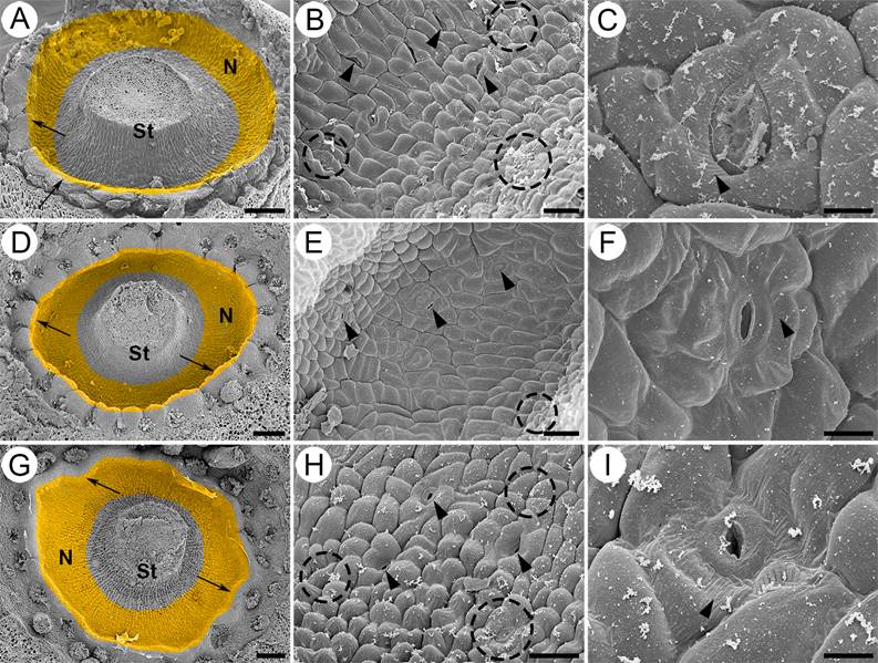 The structure of nectaries in the genus Strombocactus (Cactaceae)