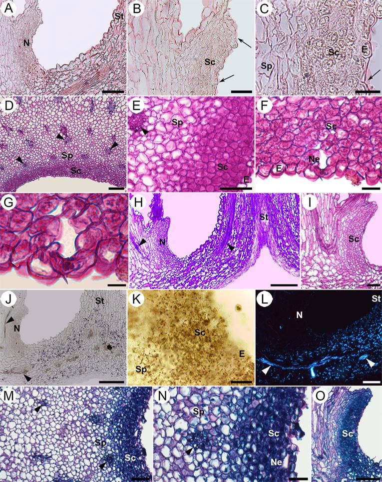The structure of nectaries in the genus Strombocactus (Cactaceae)
