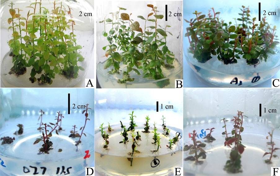 Establishment of efficient adventitious shoots induction system and ex ...