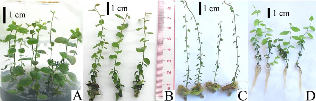 Establishment of efficient adventitious shoots induction system and ex ...