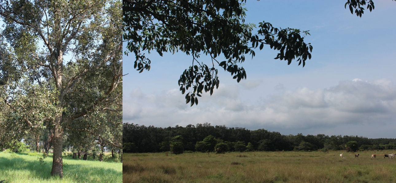 New records of Boletales (Basidiomycota) in a tropical oak forest from ...
