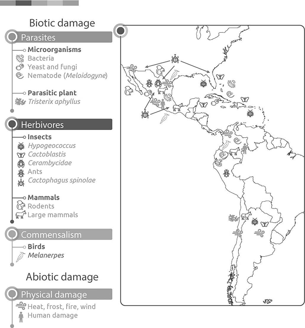 Damage in Cactaceae, their geographic distribution and new evidences