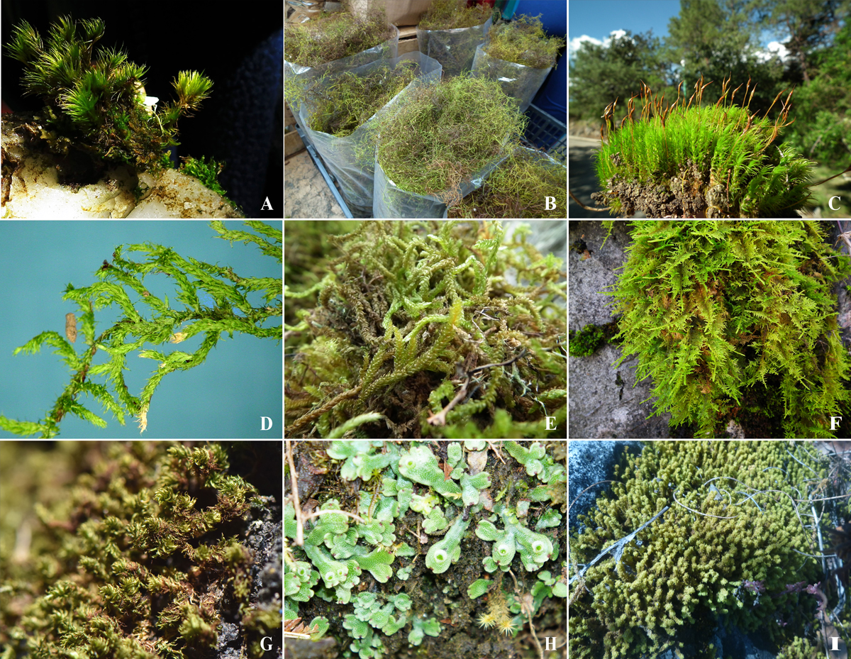 The ethnobotany of bryophytes in Mexico