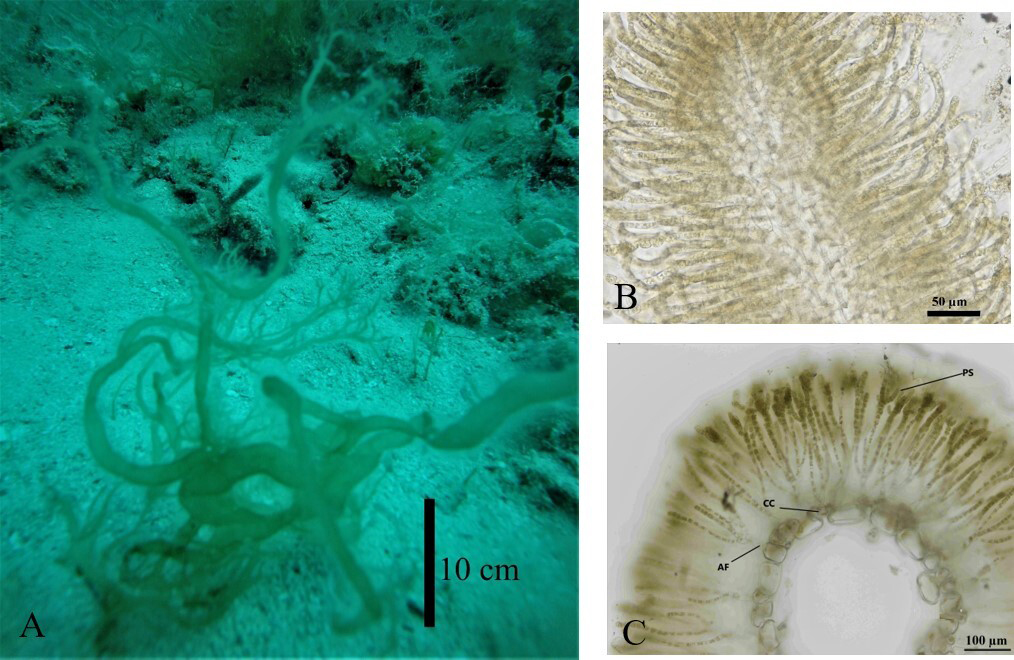 Description and distribution of Nemacystus howei (W.R. Taylor) Kylin ...