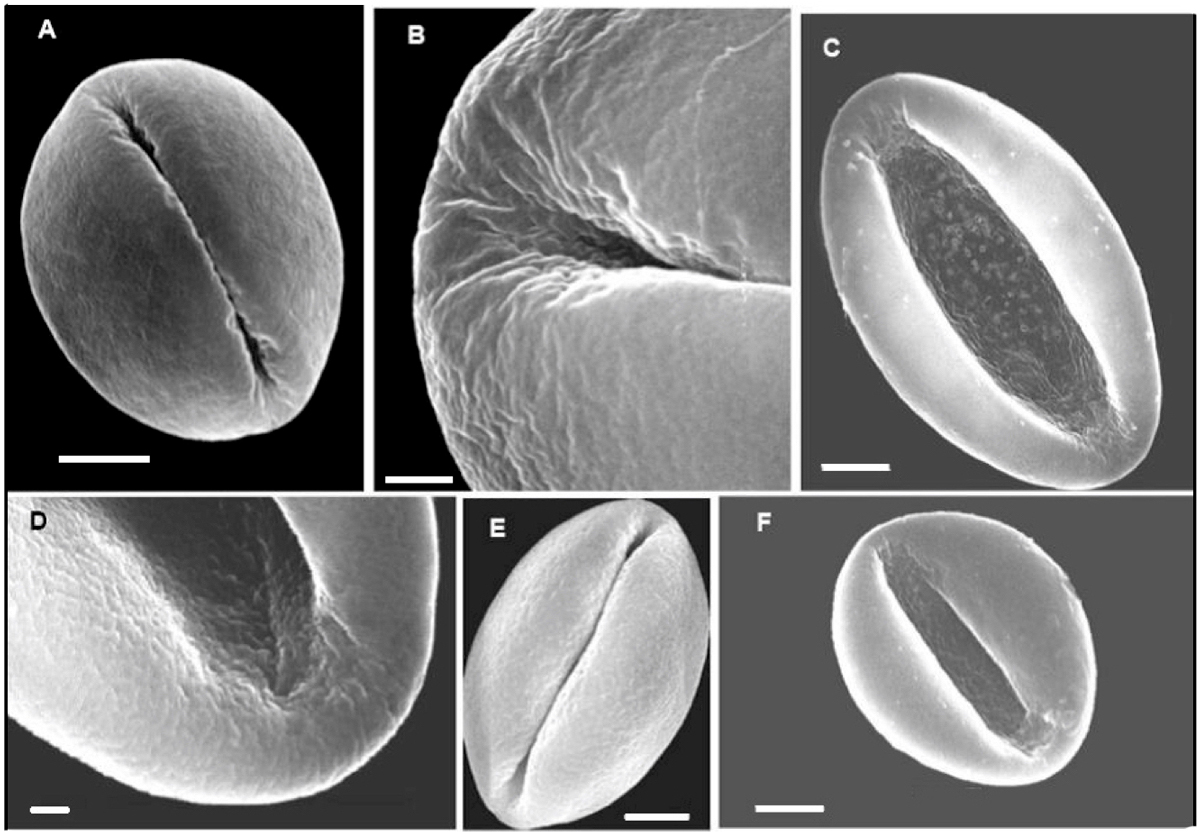 Pollen morphology of the Megamexican cycads reveals the potential of ...