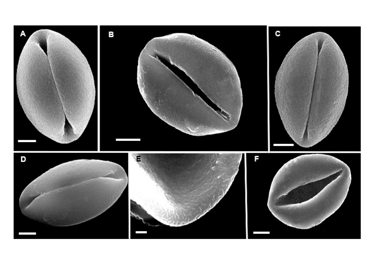 Pollen morphology of the Megamexican cycads reveals the potential of ...