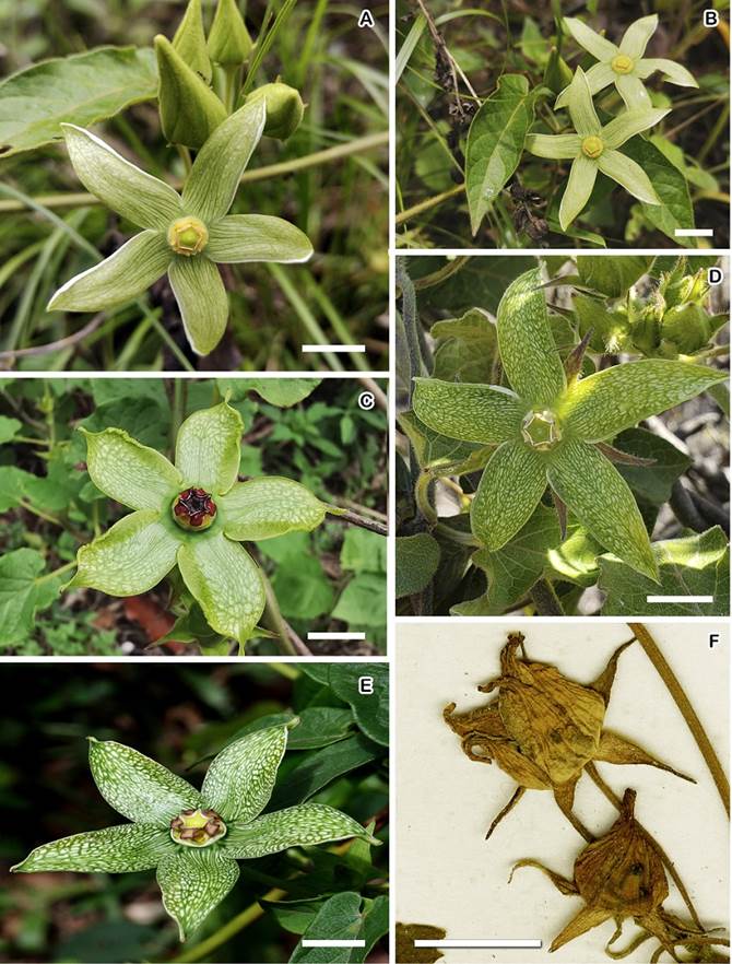 Gonolobus lozadae, una nueva especie de Apocynaceae del estado de ...