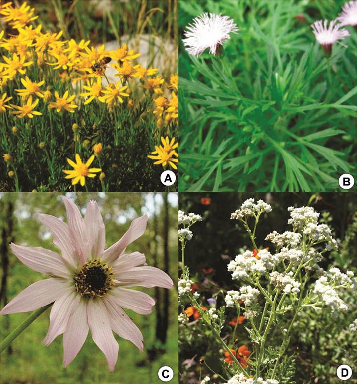 Ethnopharmacology of the Asteraceae family in Mexico