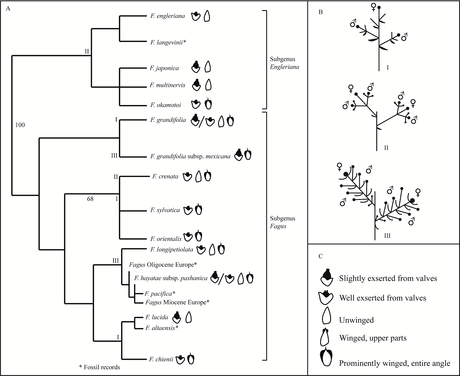 Floral morphology and anatomy of Fagus grandifolia subsp. mexicana ...