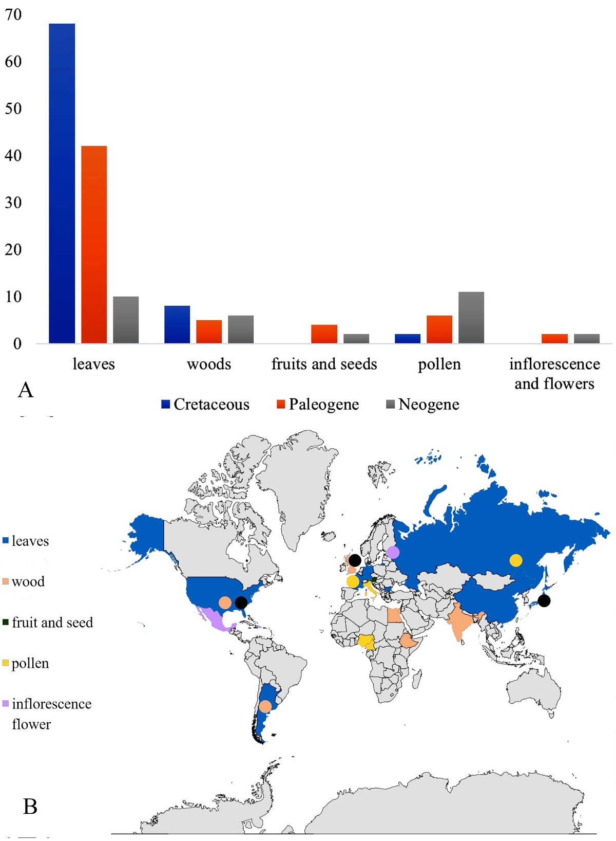 Fossil record of Celastraceae: evaluation and potential use in ...