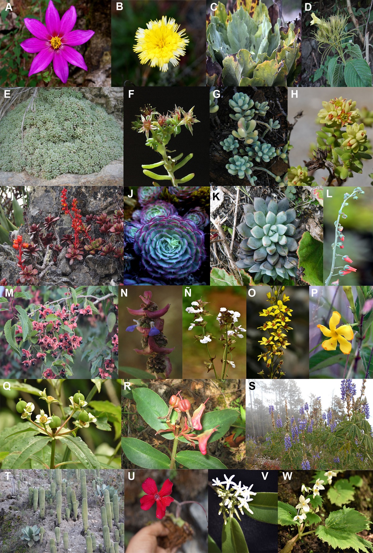 Las plantas vasculares endémicas de la Sierra Madre del Sur, México