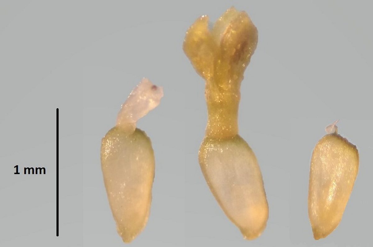 Dichrocephala integrifolia (Astereae, Asteraceae), a new exotic genus ...