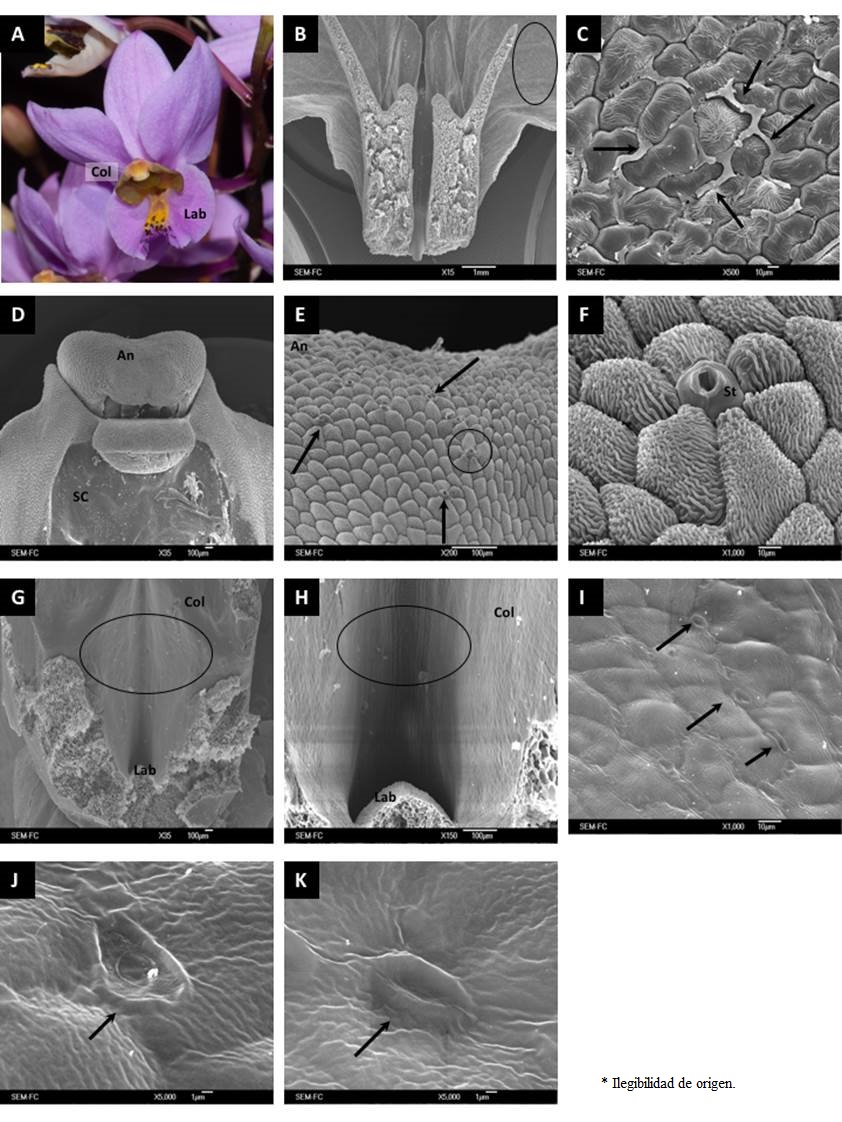 Pollination success in three tropical dry forest orchid species from ...