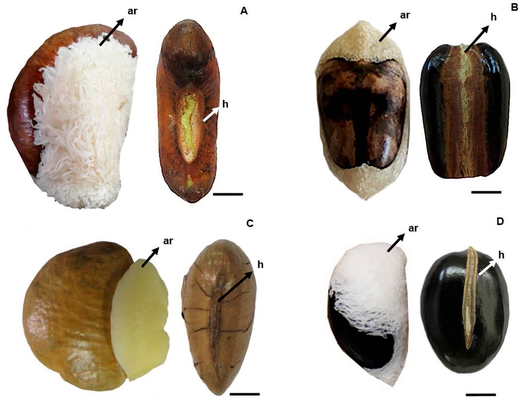 Morphoanatomical and histochemical study of seeds of four species of ...
