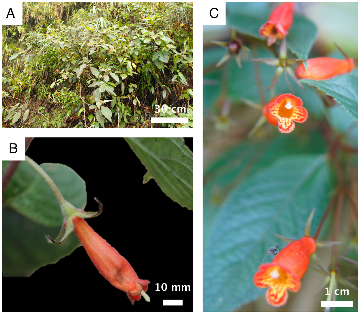 Gesneriaceae, una familia poco estudiada en México: Riqueza y taxonomía ...