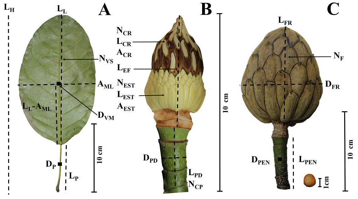 Variación en la morfología foliar, floral y frutal de Magnolia mexicana ...