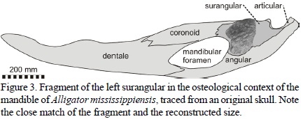 The first mandible fragment of Deinosuchus (Eusuchia: Alligatoroidea ...