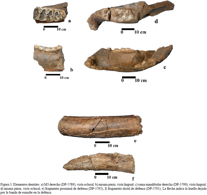Los gonfoterios (Proboscidea, Gomphotheriidae) de Colima, México