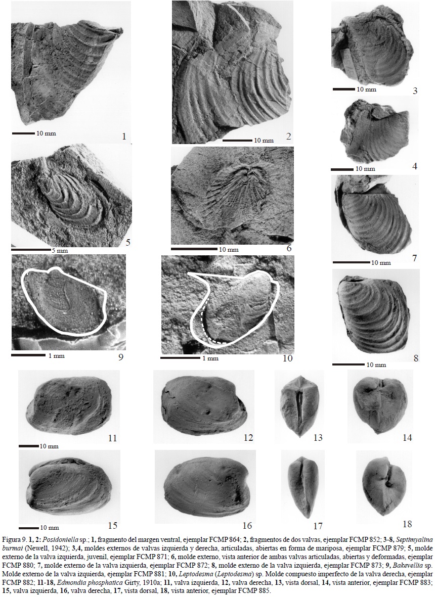 Bivalvos guadalupianos (Pérmico medio) de la Formación Olinalá ...