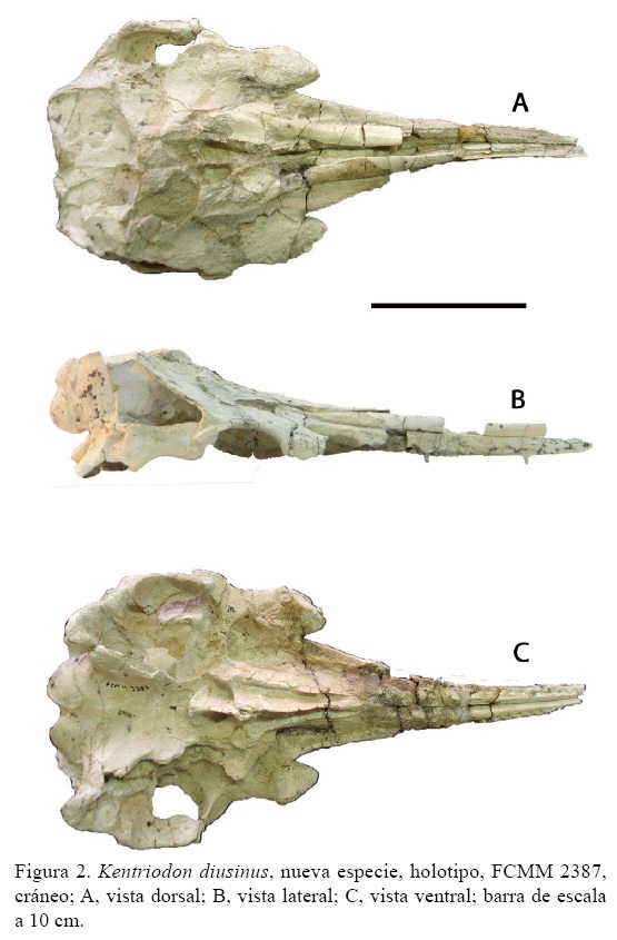 Una especie de delfín fósil (Cetacea; Delphinoidea; Kentriodontoidae ...