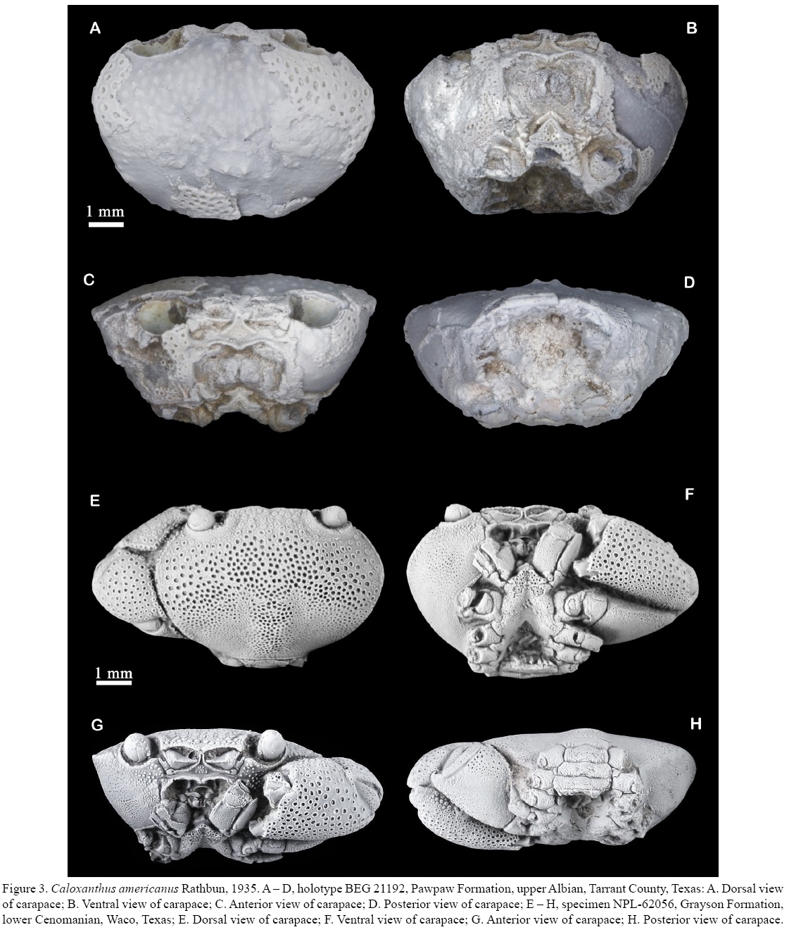 Exceptional preservation of a late Cenomanian (Late Cretaceous) crab ...