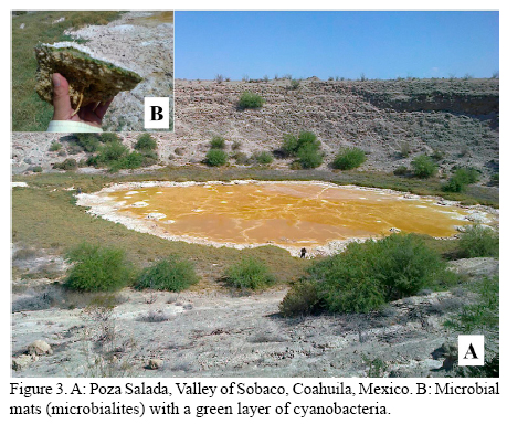 Freshwater mollusks of the Valley of Sobaco, Coahuila, Northeastern ...