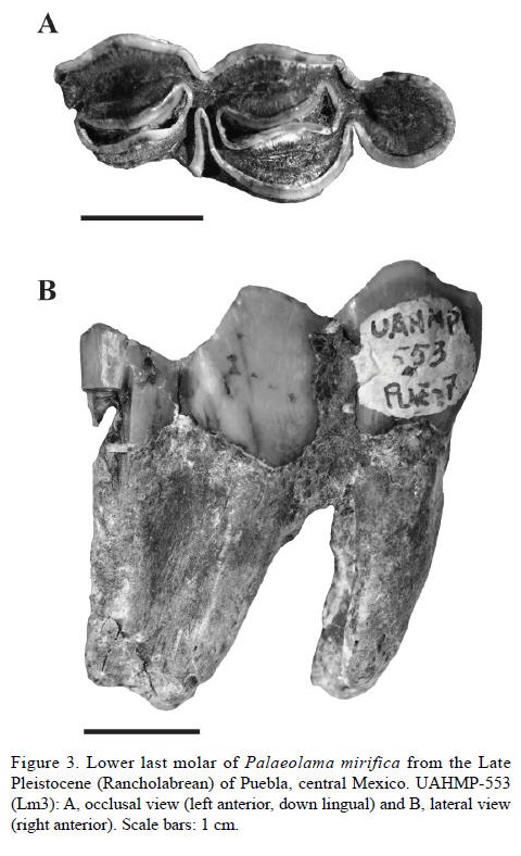 First reported occurrence of Palaeolama mirifica (Camelidae, Lamini ...