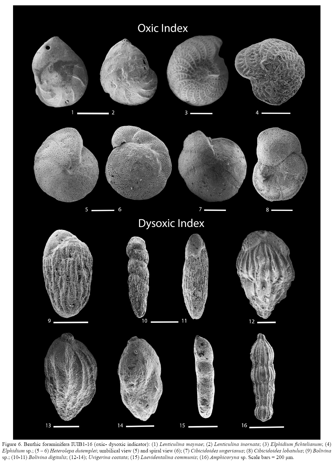 Foraminiferal paleoecology and paleoenvironmental reconstructions of ...