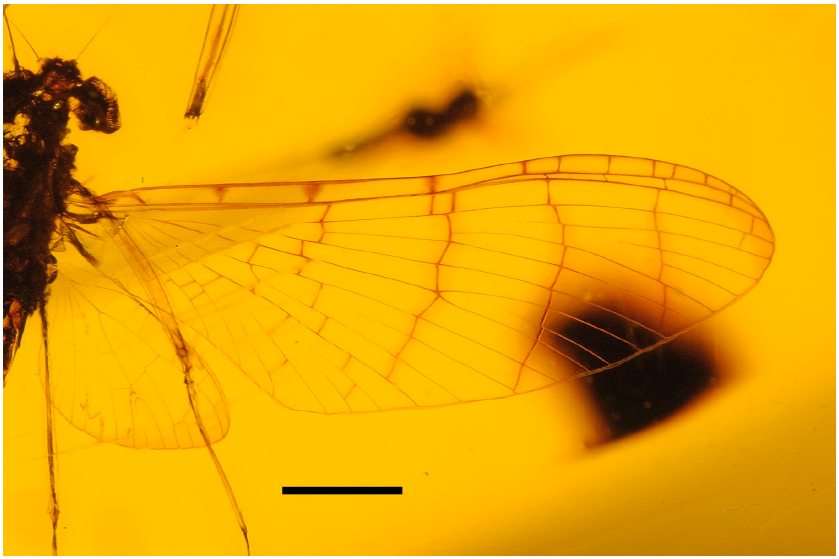 A New Species of Mayfly, Maccaffertium annae sp. nov. (Ephemeroptera ...