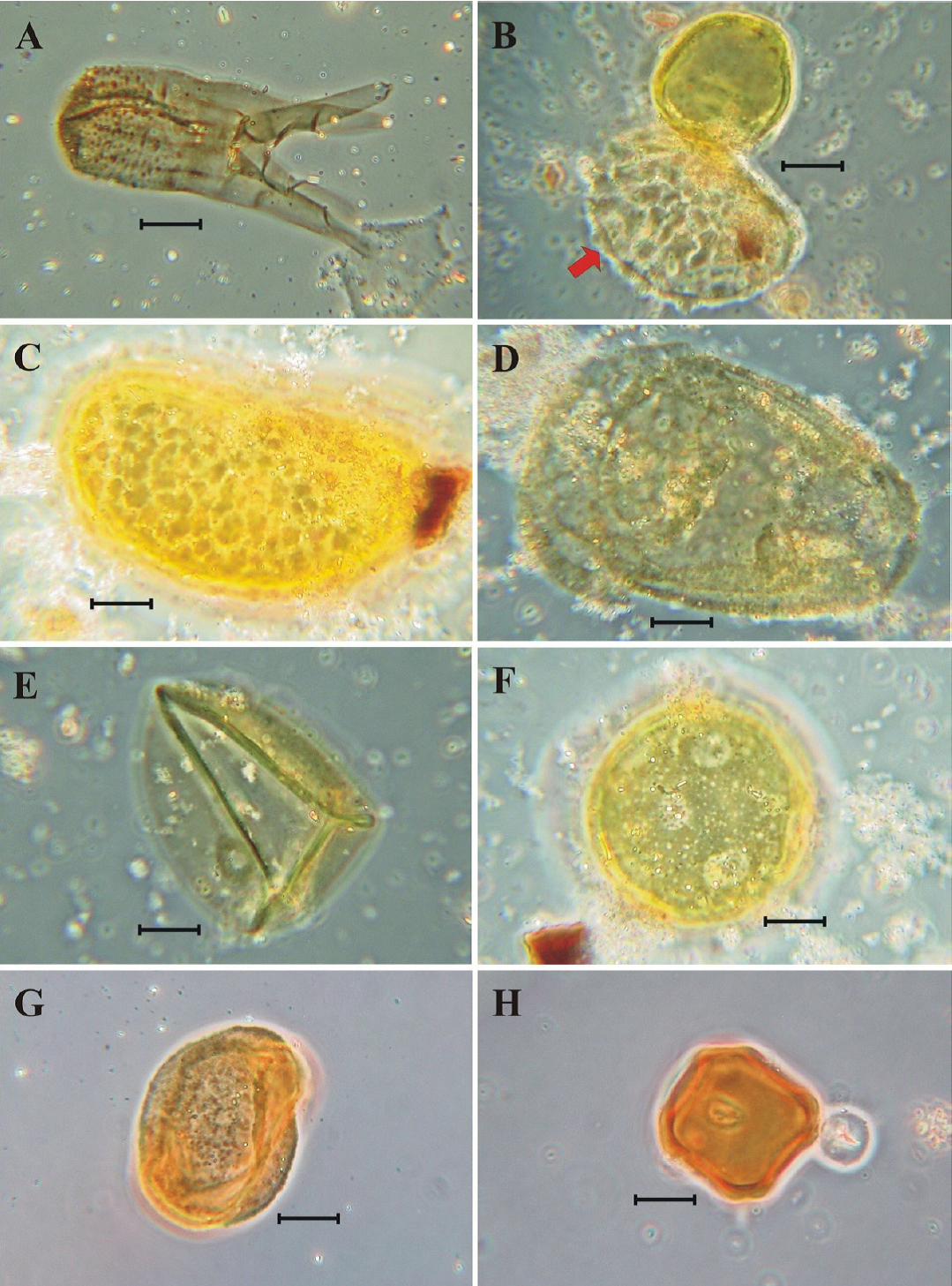 A new Miocene Formation from The Peotillos-Tolentino Graben fill ...