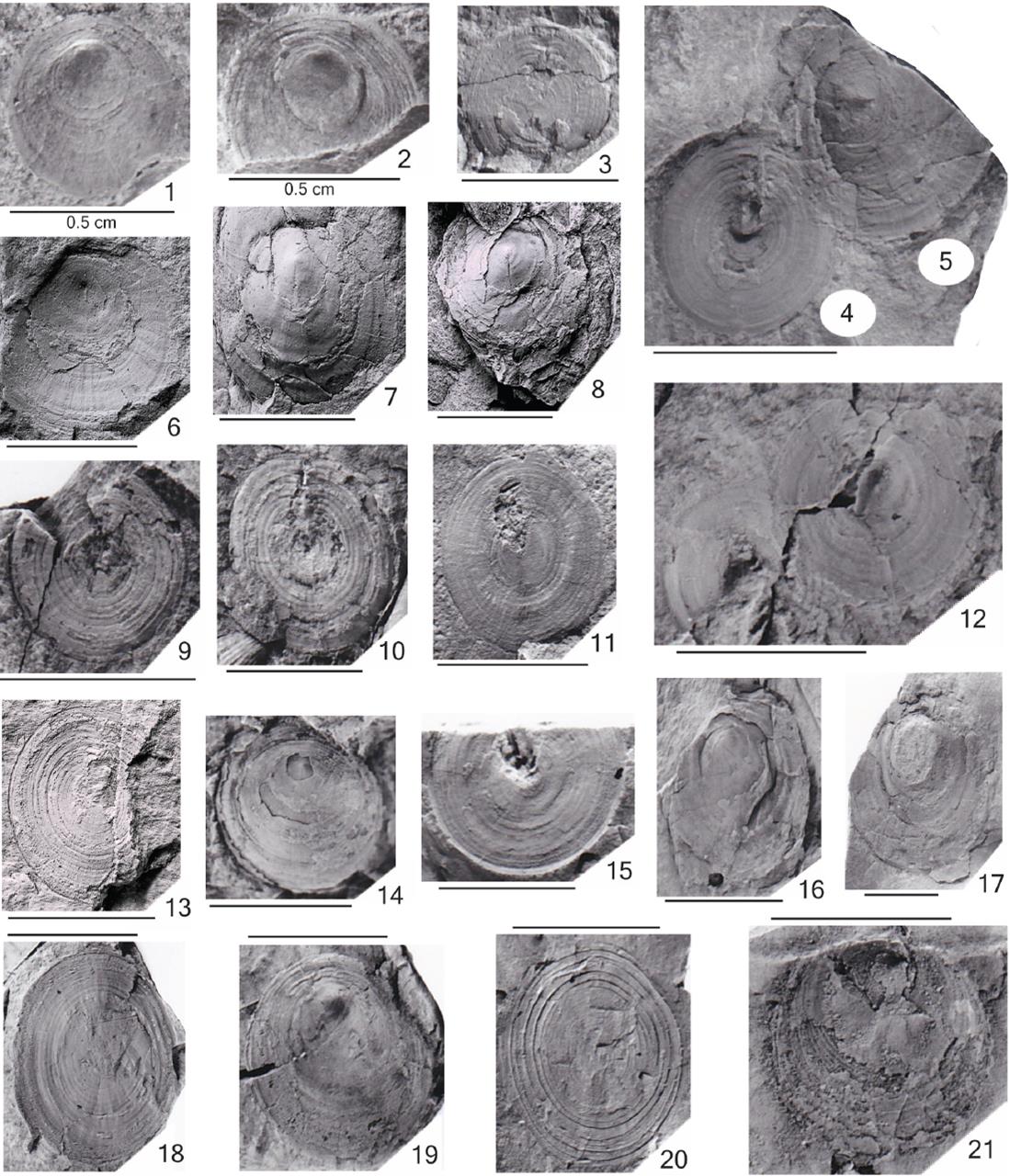 Braquiópodos discínidos (Lingulida, Discinoidea) de la Formación ...