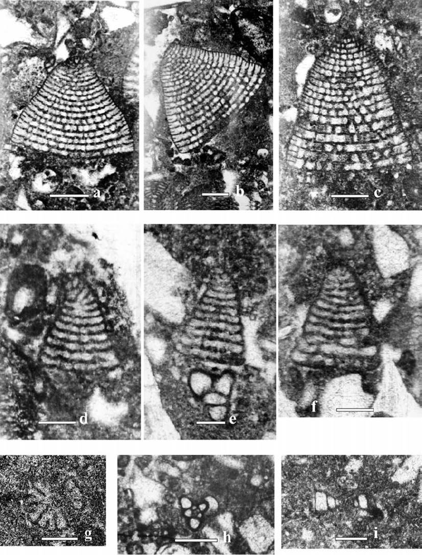 Mid-early late Albian foraminiferal assemblage from the El Abra ...