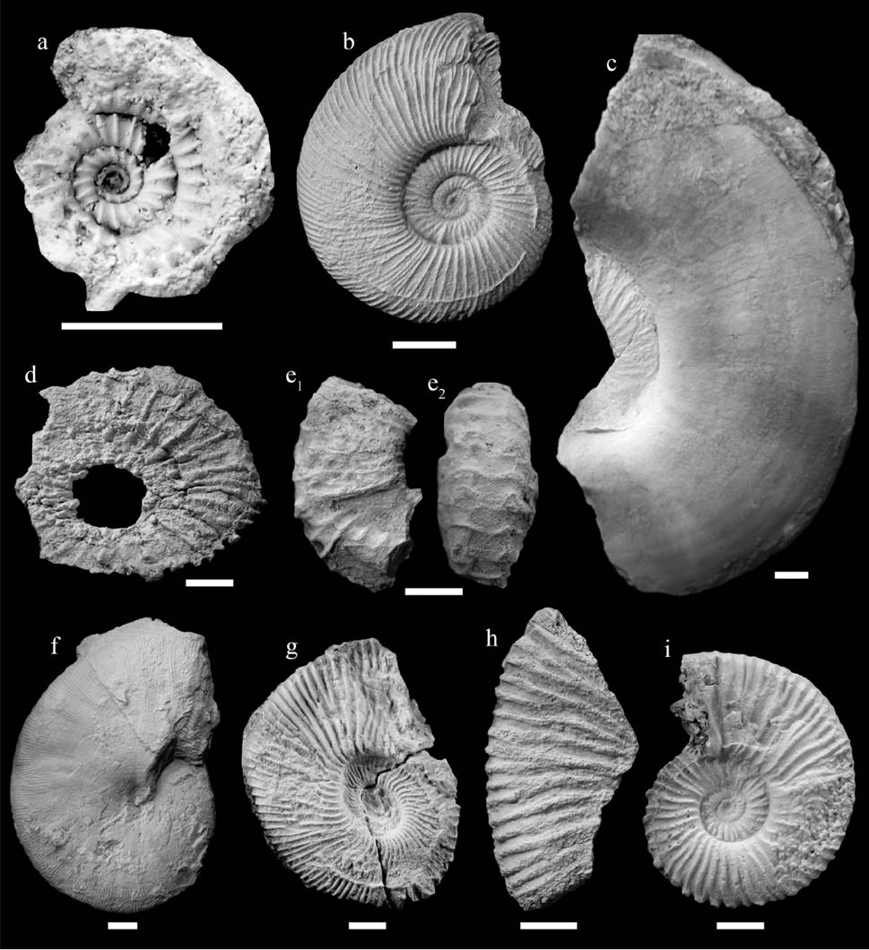 Late Jurassic aptychi from the La Caja Formation of northeastern Mexico