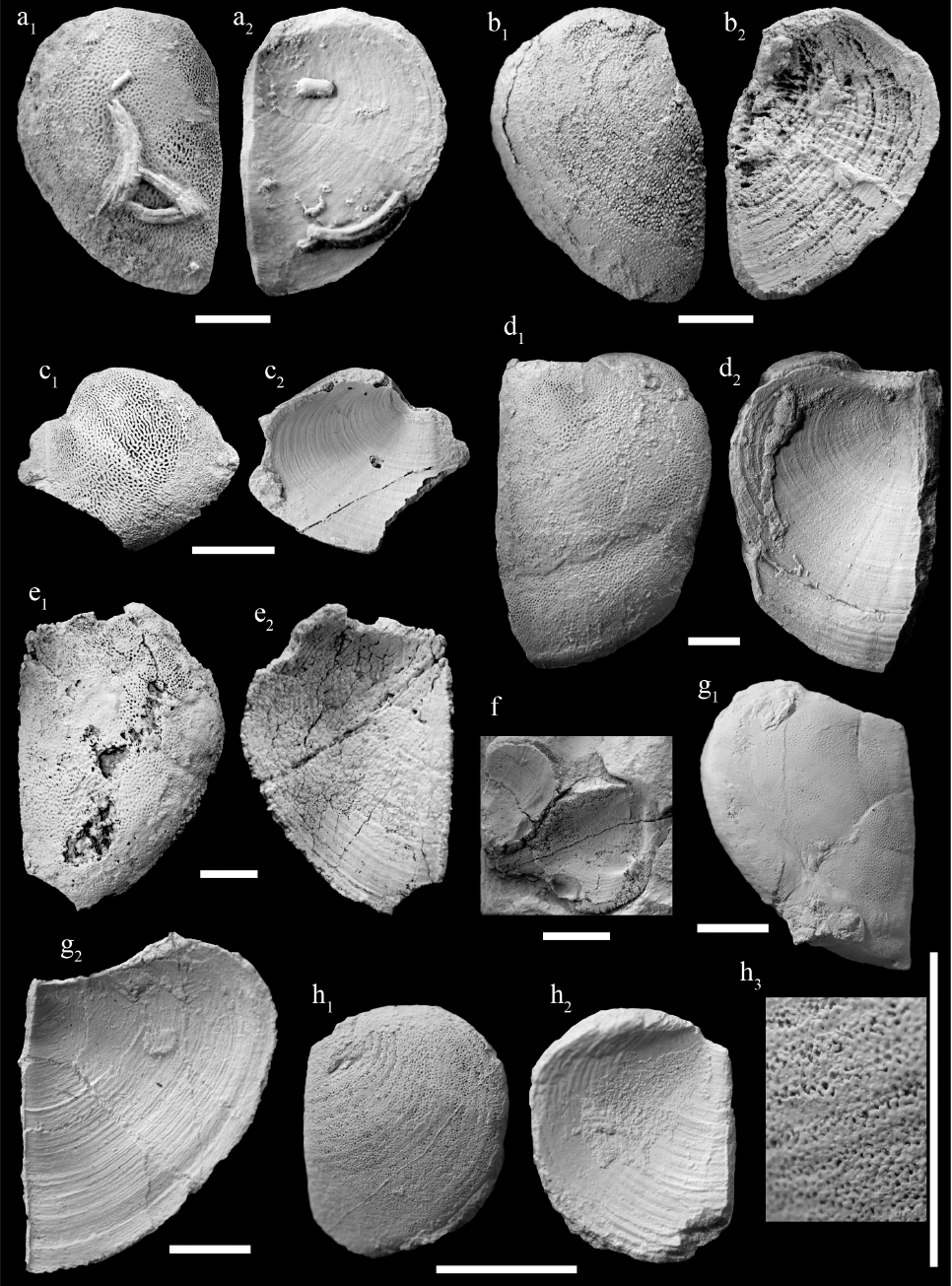 Late Jurassic aptychi from the La Caja Formation of northeastern Mexico