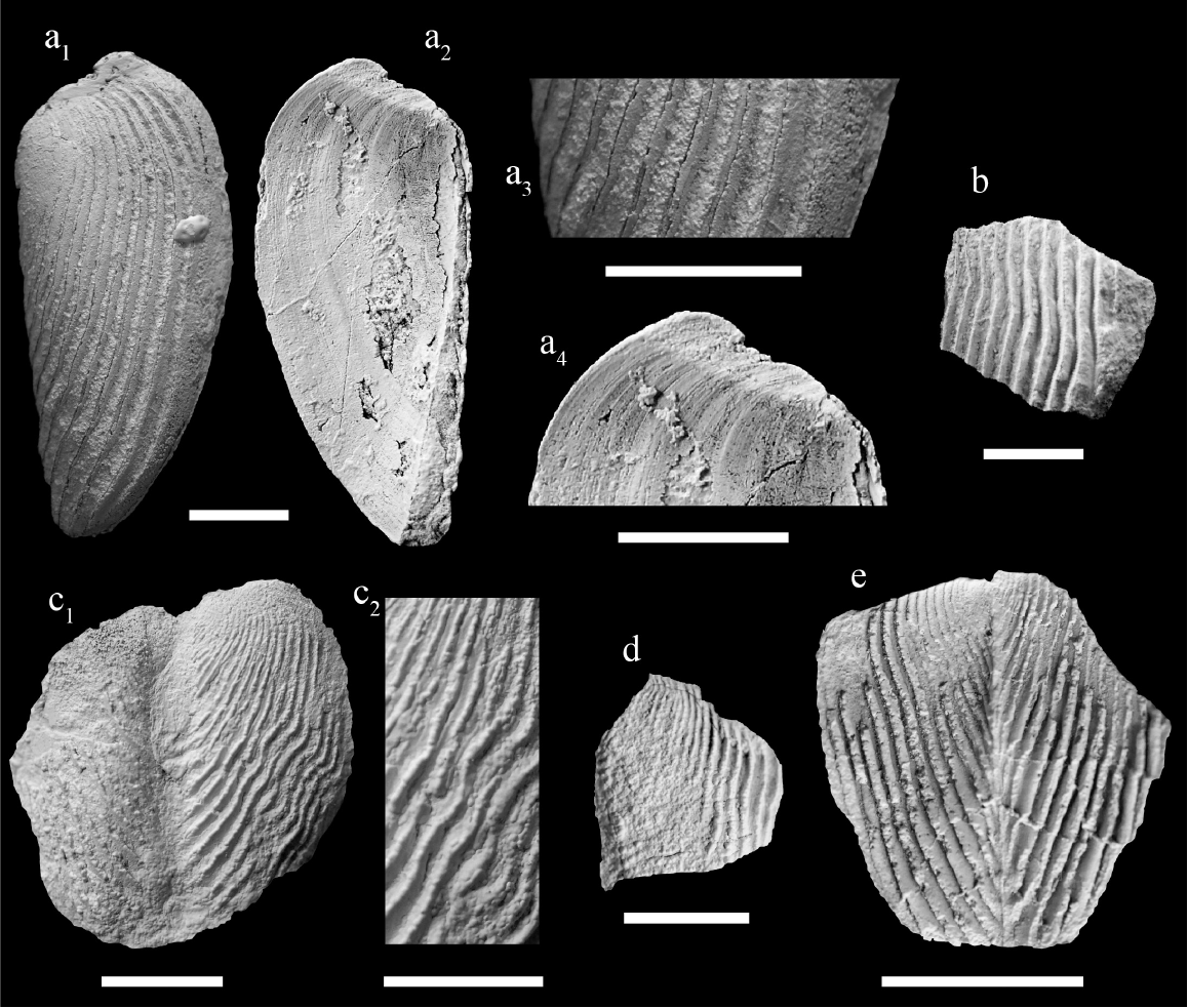 Late Jurassic aptychi from the La Caja Formation of northeastern Mexico