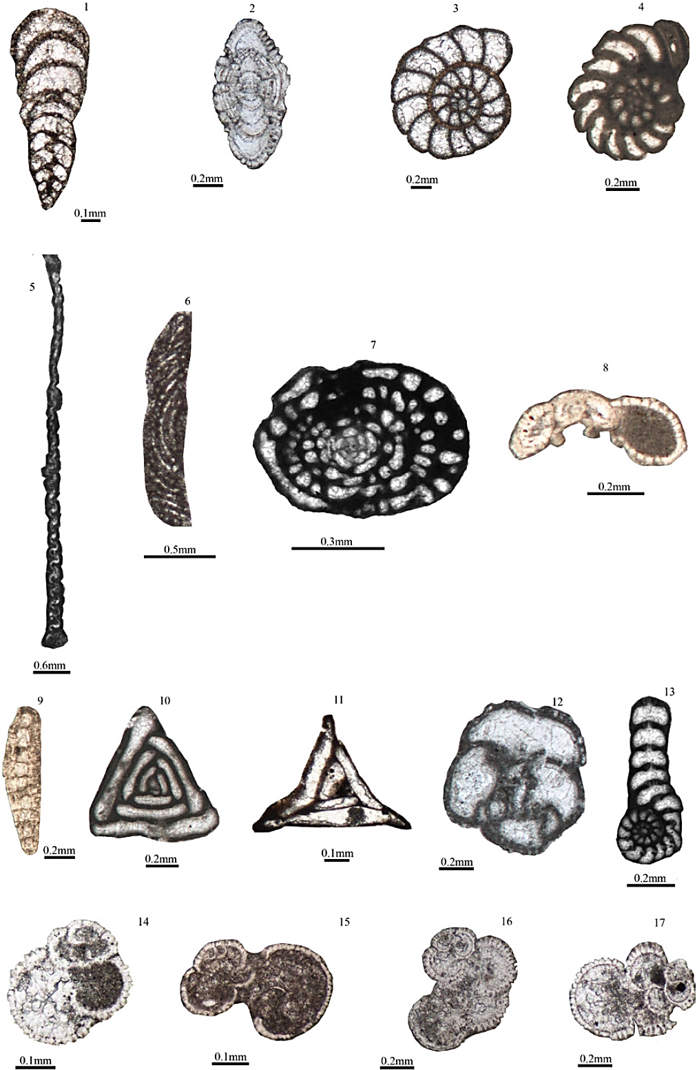 Biostratigraphy and paleoecology of the Oligo-Miocene Asmari Formation ...