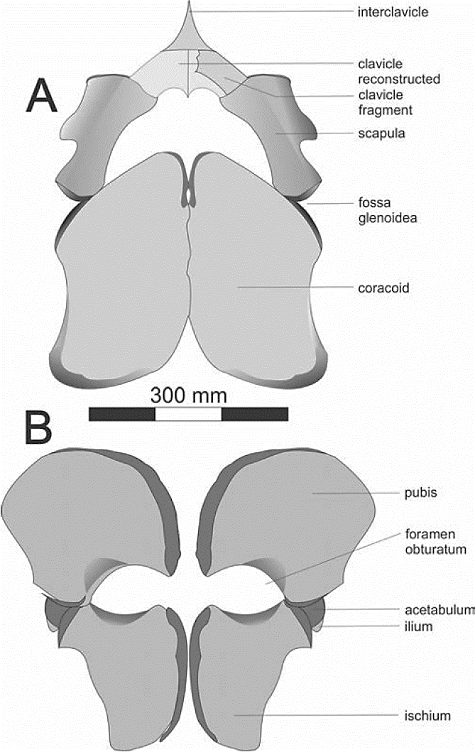 A new polycotylid plesiosaur with extensive soft tissue preservation ...