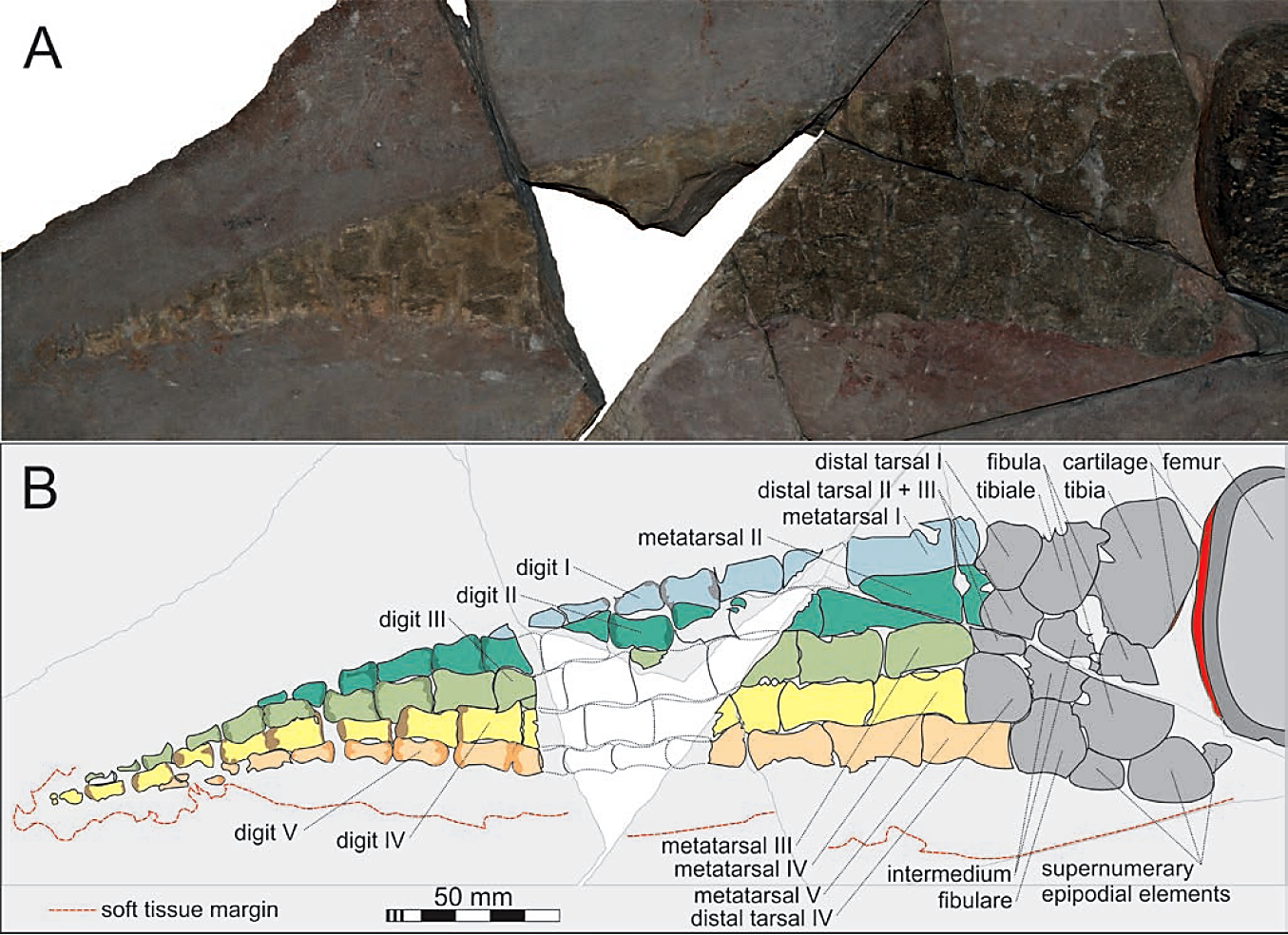 A new polycotylid plesiosaur with extensive soft tissue preservation ...