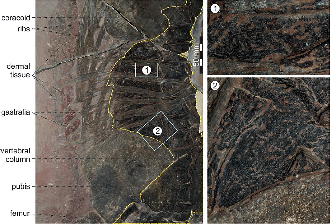 A new polycotylid plesiosaur with extensive soft tissue preservation ...