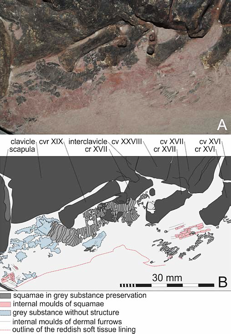 A new polycotylid plesiosaur with extensive soft tissue preservation ...