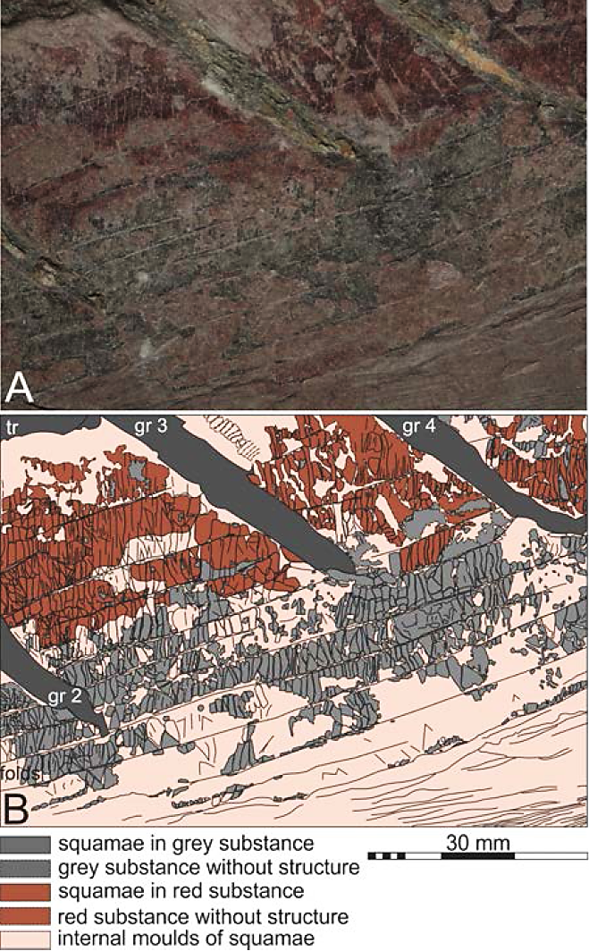A new polycotylid plesiosaur with extensive soft tissue preservation ...